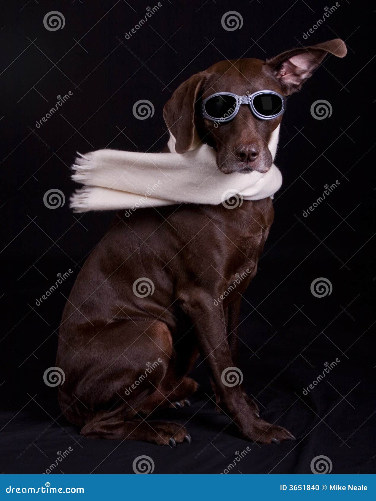 The Red Baron stock photo. Image of scarf, animal, cute - 3651840