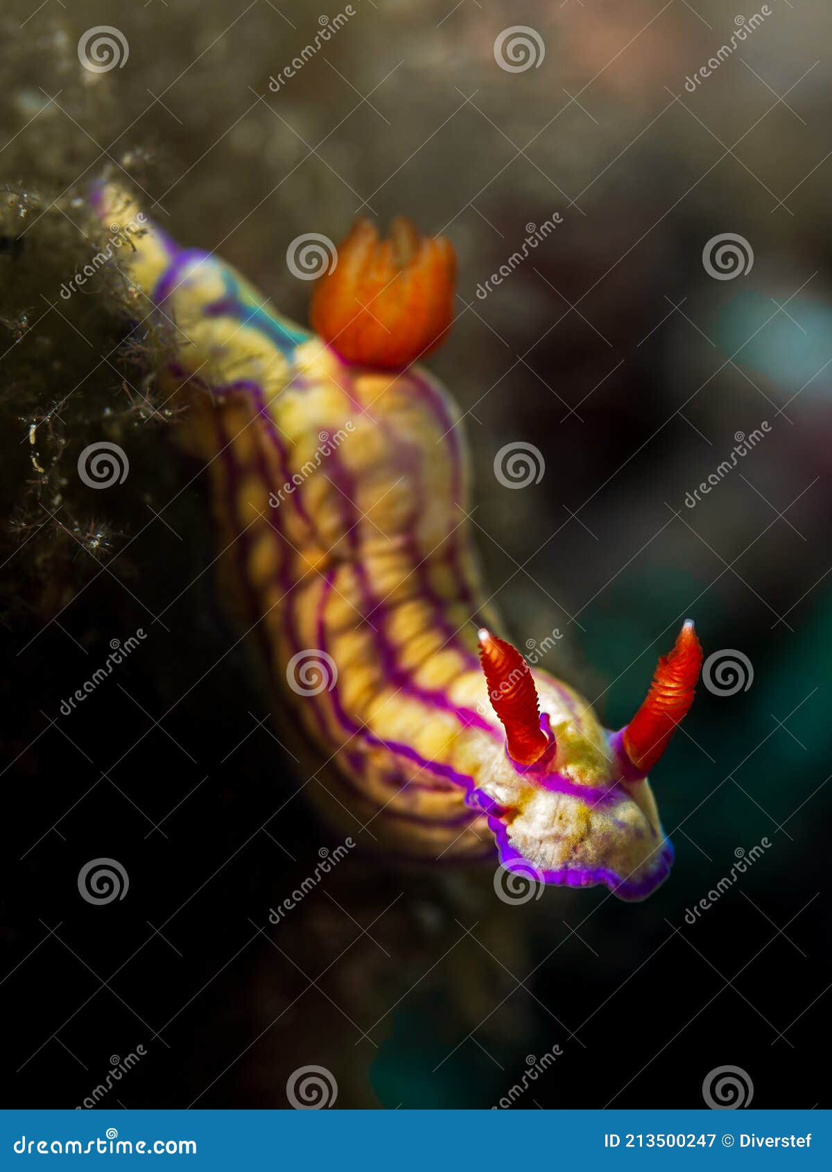 Red Baron Nudibranch stock image. Image of environment - 213500247