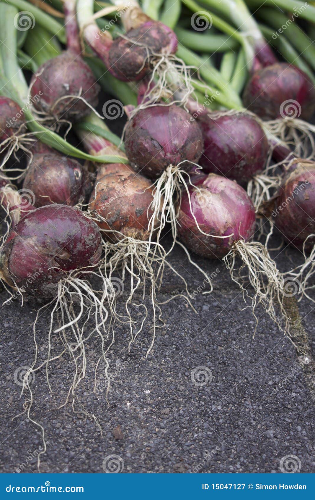 Red Baron Onions stock image. Image of bulb, fragrant - 15047127