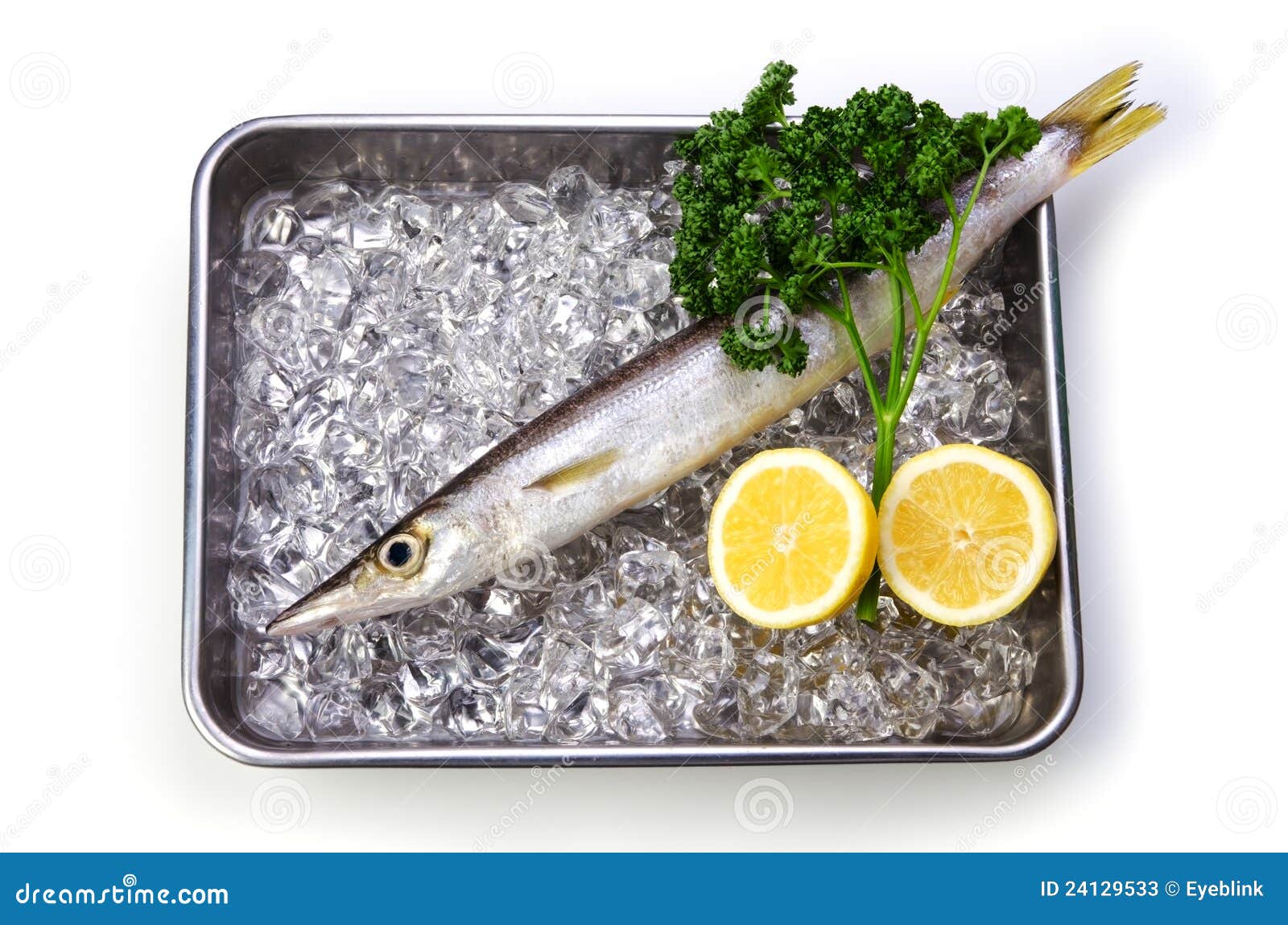 Red barracuda stock image. Image of fish, heterotherm - 24129533