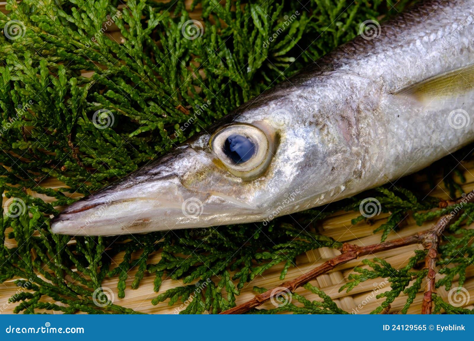 Red barracuda stock image. Image of food, green, heterotherm - 24129565