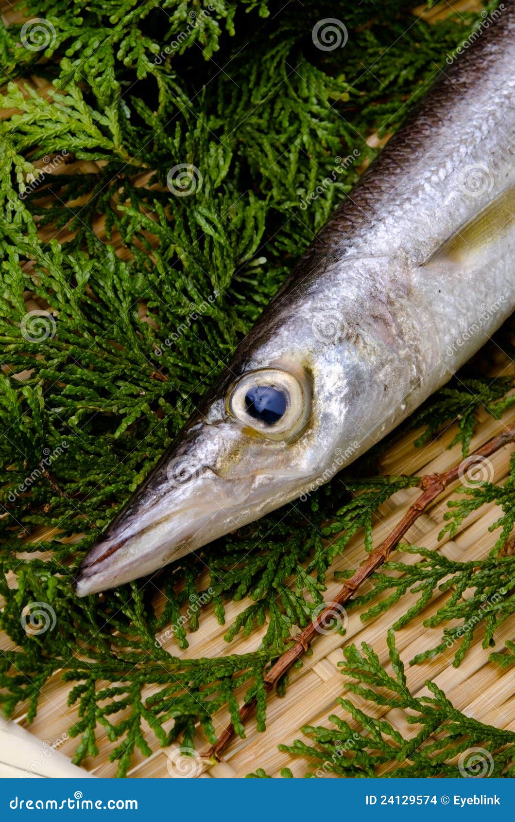 Red barracuda stock photo. Image of japanese, animal - 24129574