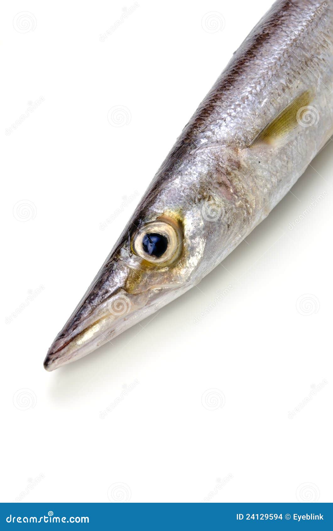 Red barracuda stock photo. Image of fresh, fish, healthy - 24129594