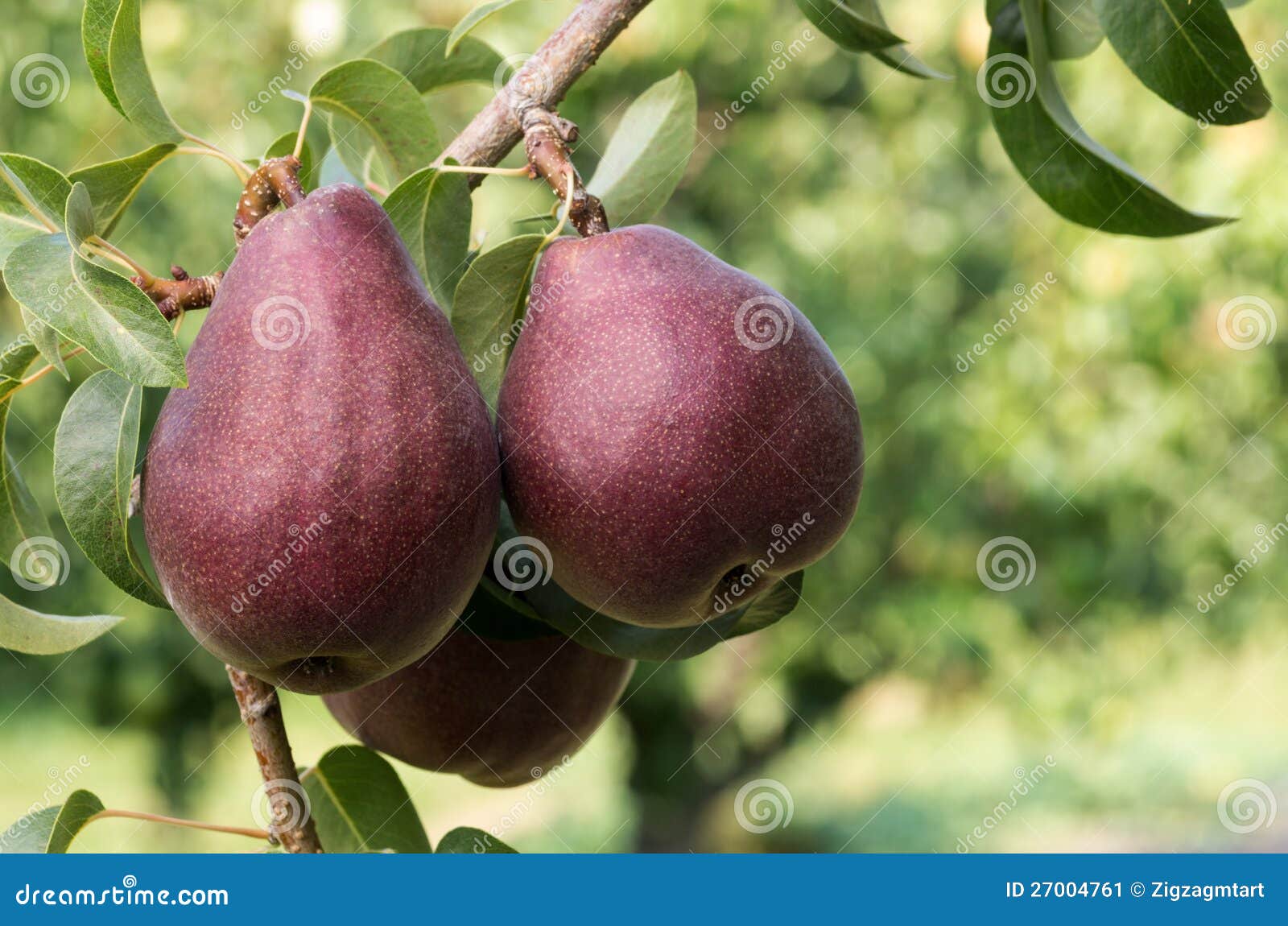 Red Bartlett Pears on the Tree Stock Image - Image of orchard, farming ...