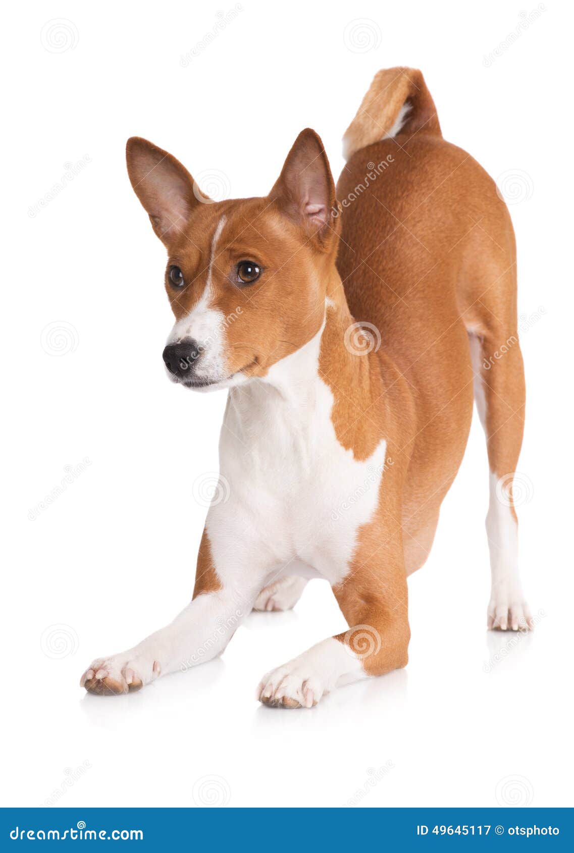 Red Basenji Dog Bowing Down Stock Image - Image of tricks, cute: 49645117