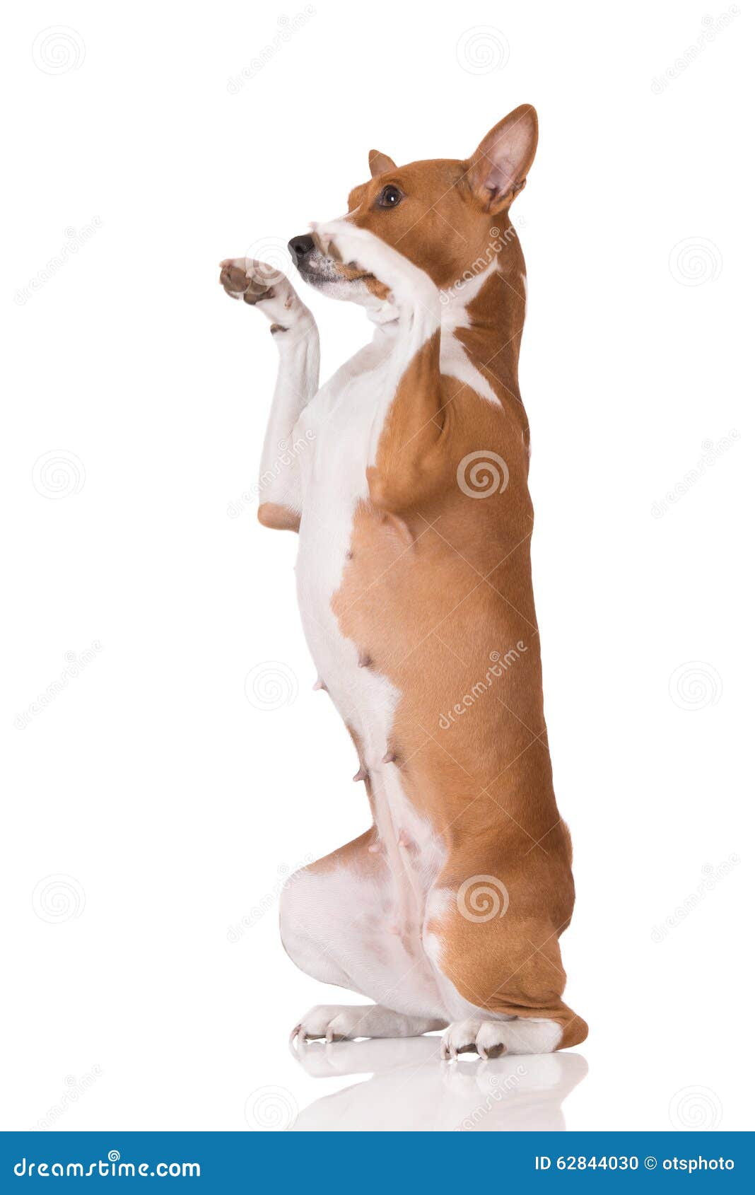 Red Basenji Dog Posing on White Stock Photo - Image of congo, puppy ...