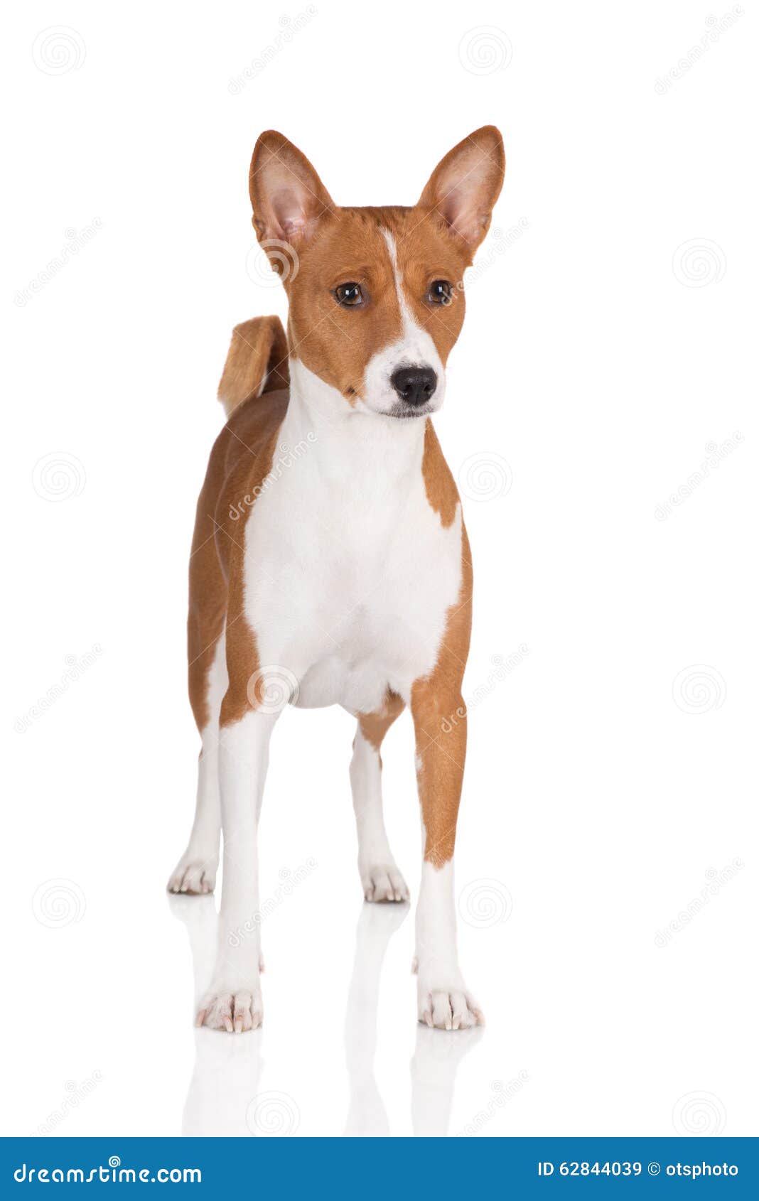 Red Basenji Dog Posing on White Stock Image - Image of studio, standing ...