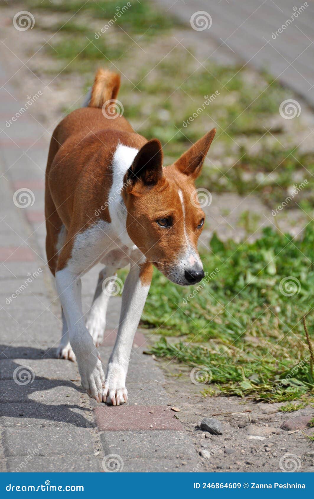 Red Basenji Dog Running Along the Road in the Yard Stock Image - Image ...