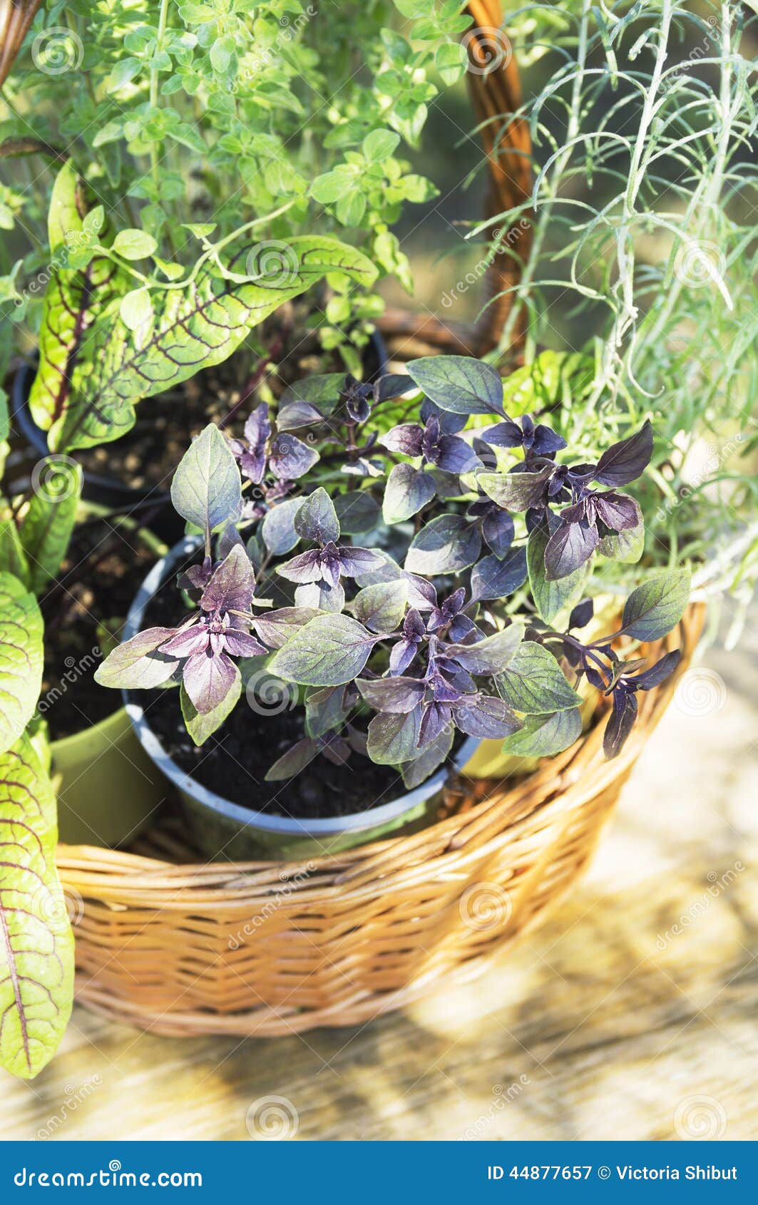 Red basil in garden herbs stock image. Image of healthy - 44877657