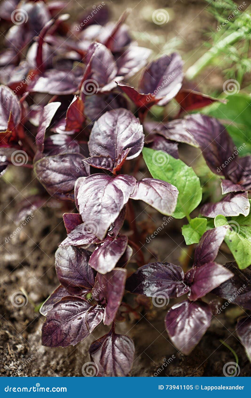 Red basil stock image. Image of herbs, garden, economy - 73941105