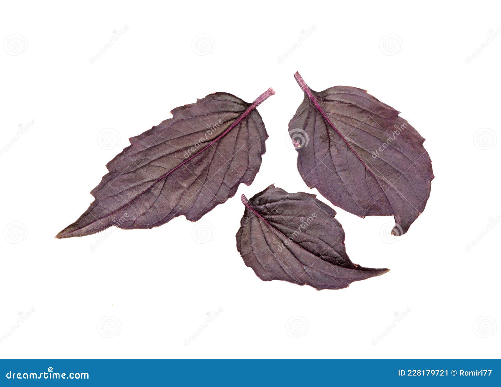 Red Basil Herb Leaves Isolated on White Stock Image - Image of ...