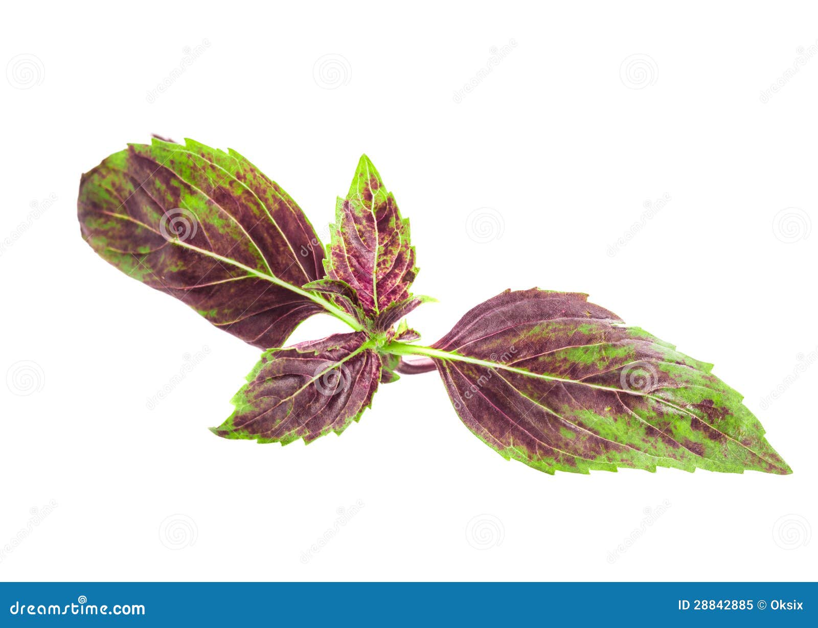 Red basil leaf stock image. Image of cook, freshness - 28842885