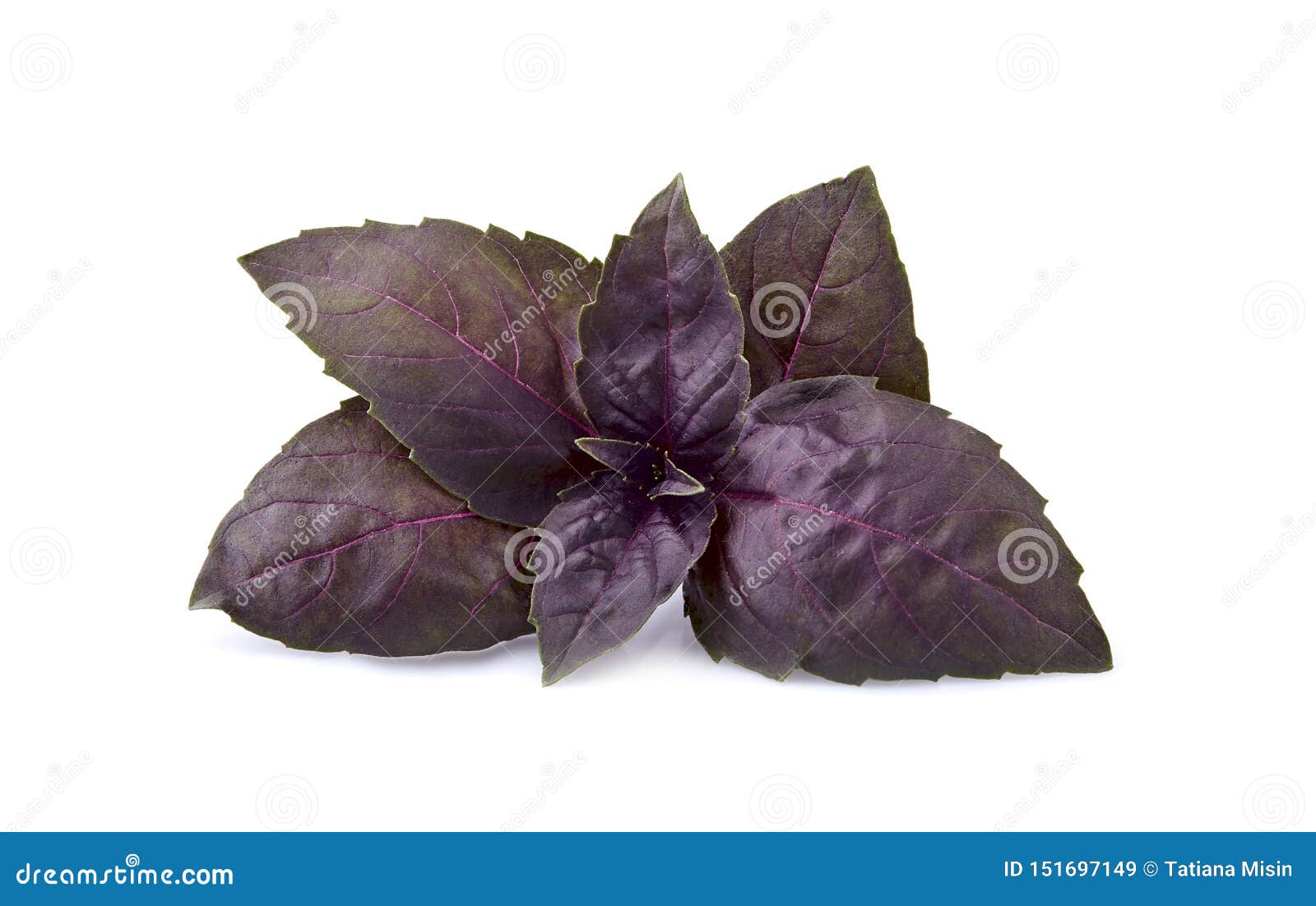 Red Basil Leaf in Closeup on White Background Stock Image - Image of ...