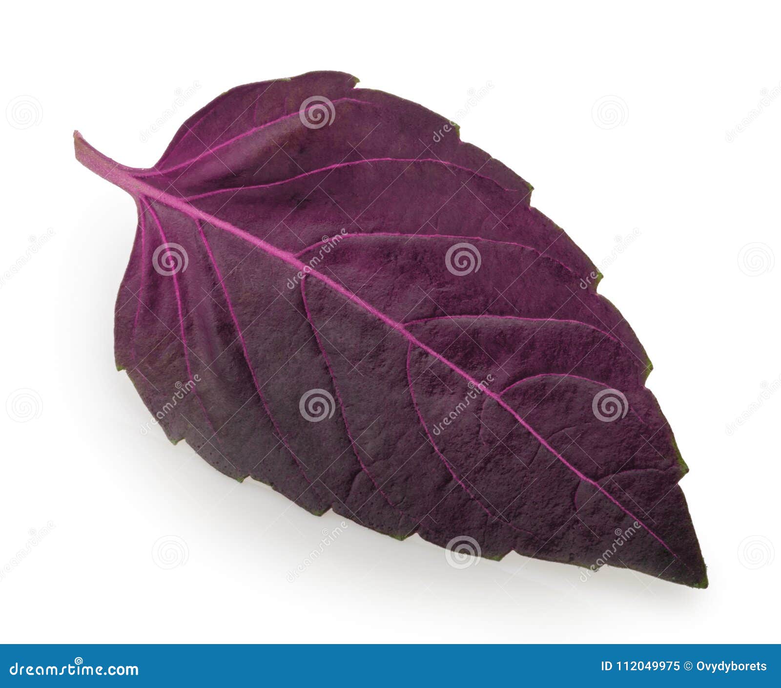 Red basil leaf isolated stock image. Image of violet - 112049975