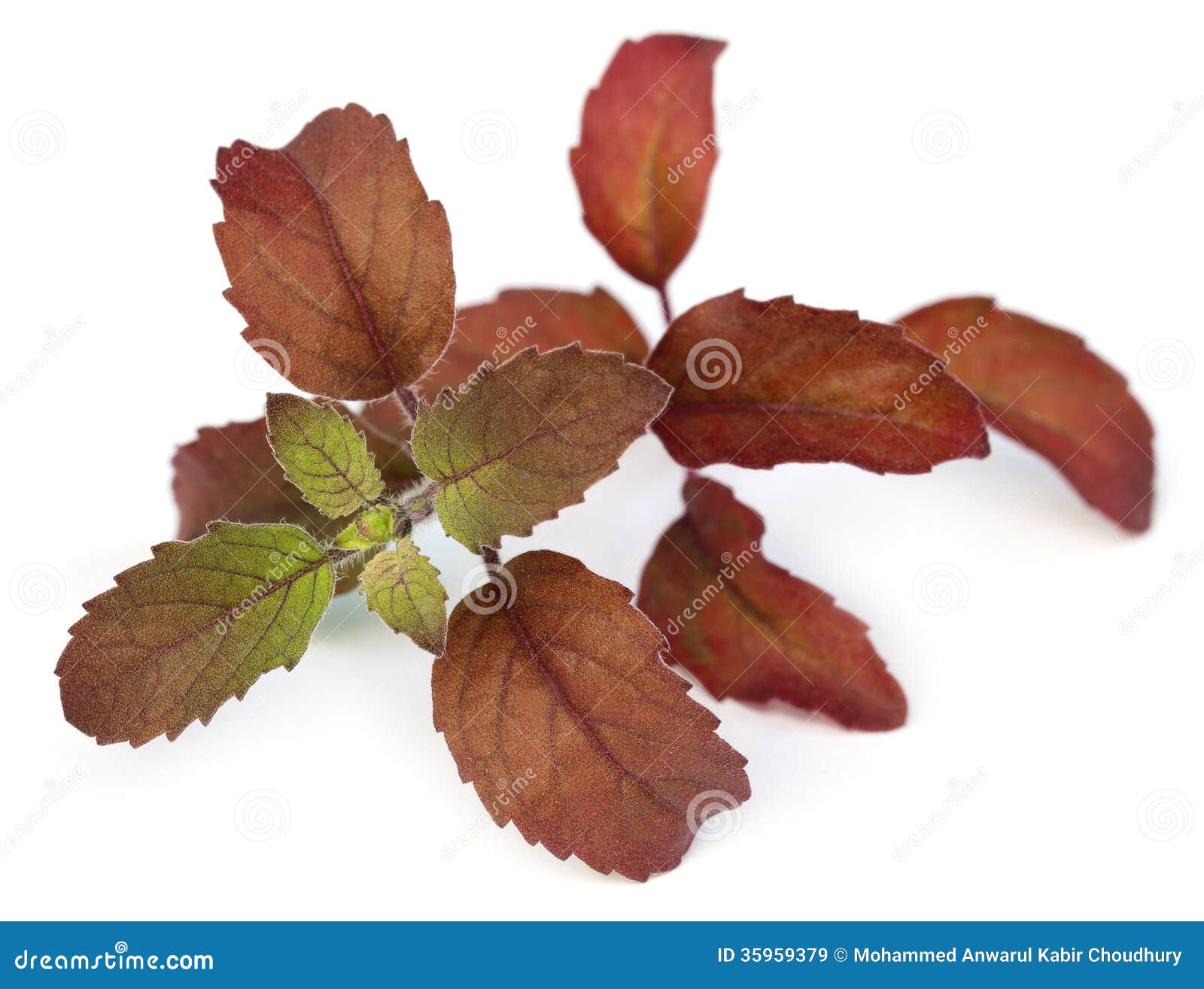 Red basil leaves stock image. Image of plant, medicine - 35959379