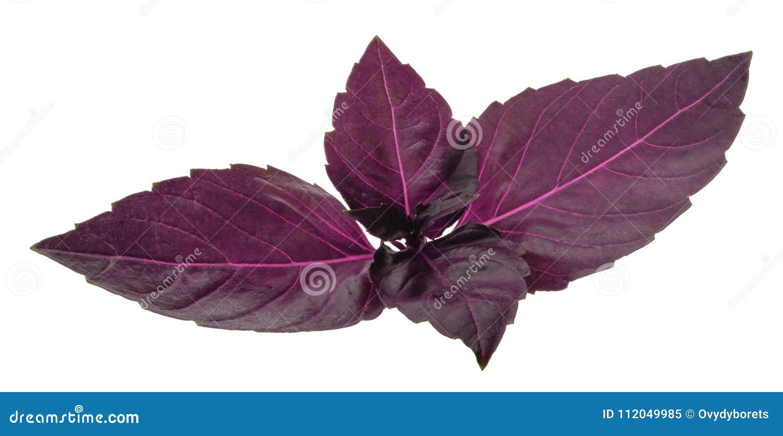 Red Basil Leaves Isolated without Shadow Stock Image - Image of twig ...