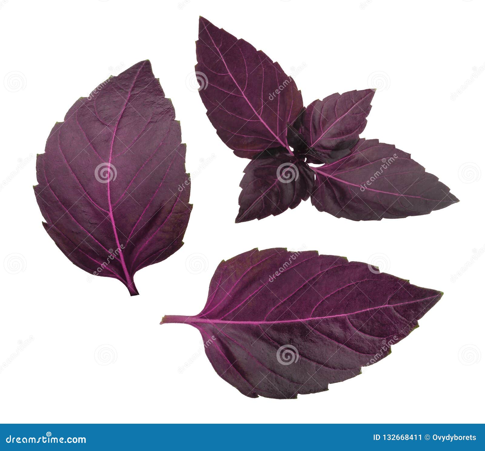 Red Basil Leaves Isolated on White Background Stock Image - Image of ...