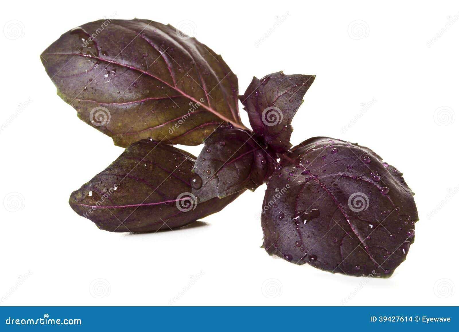 Red basil leaves isolated stock photo. Image of leaf - 39427614