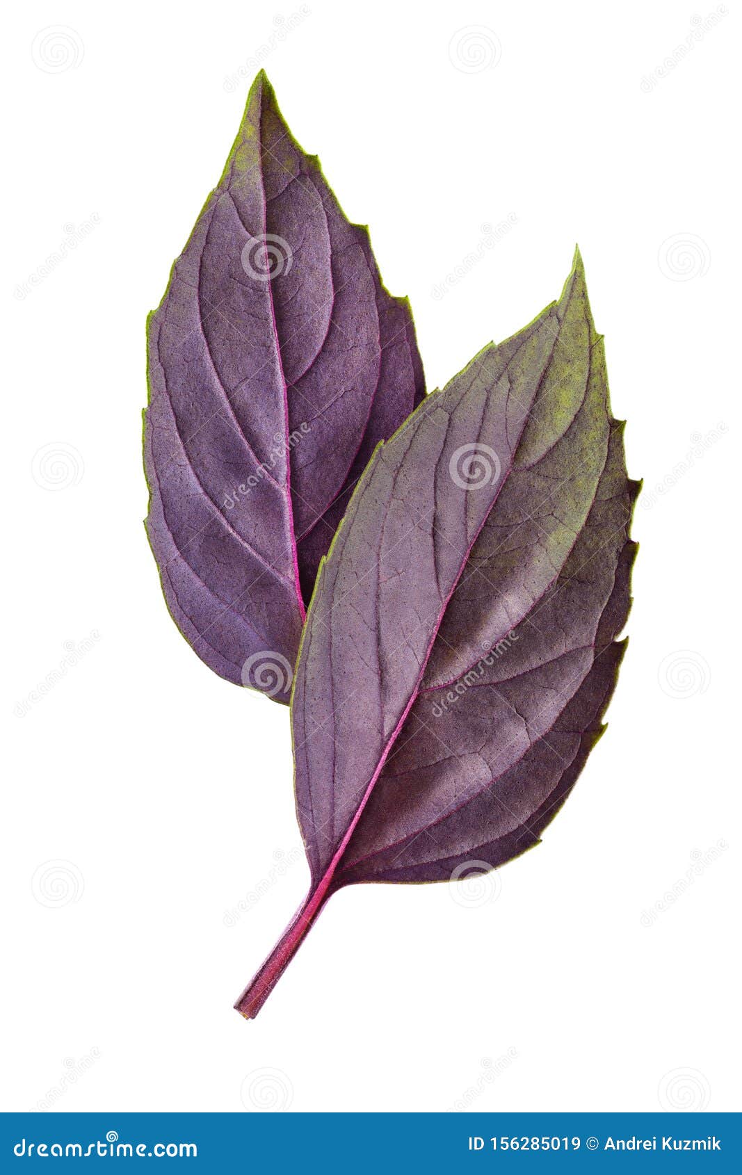 Red Basil Leaves Isolated on White Background Stock Image - Image of ...