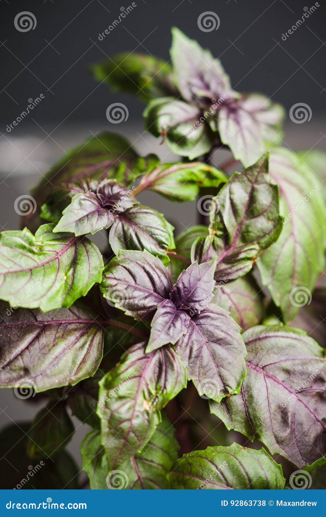Red basil plant in pot stock photo. Image of flora, food - 92863738