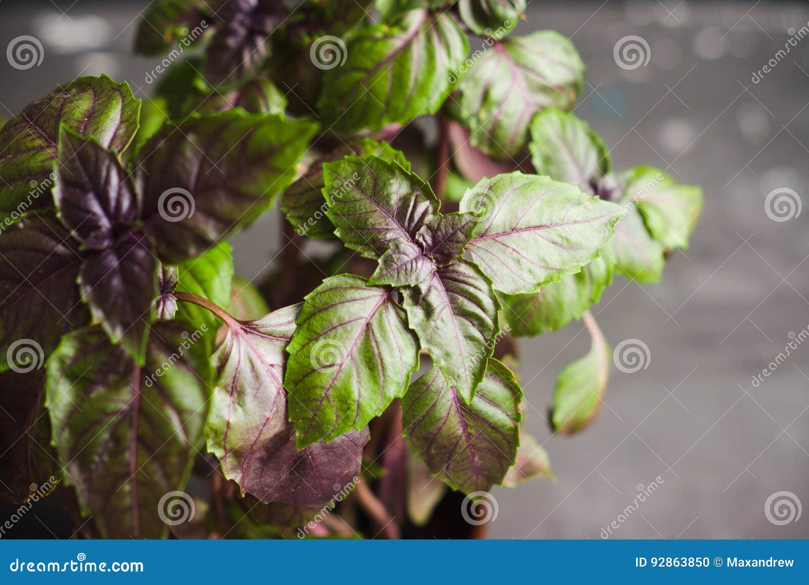 Red basil plant in pot stock photo. Image of black, ingredient - 92863850