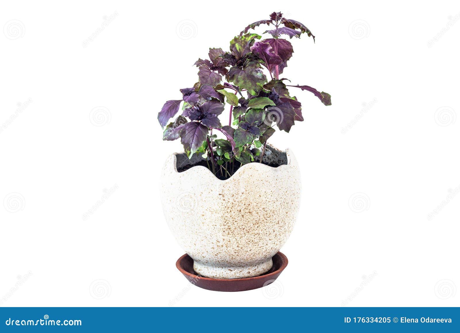 Red Basil Plant in Pot on White Background Stock Image - Image of ...