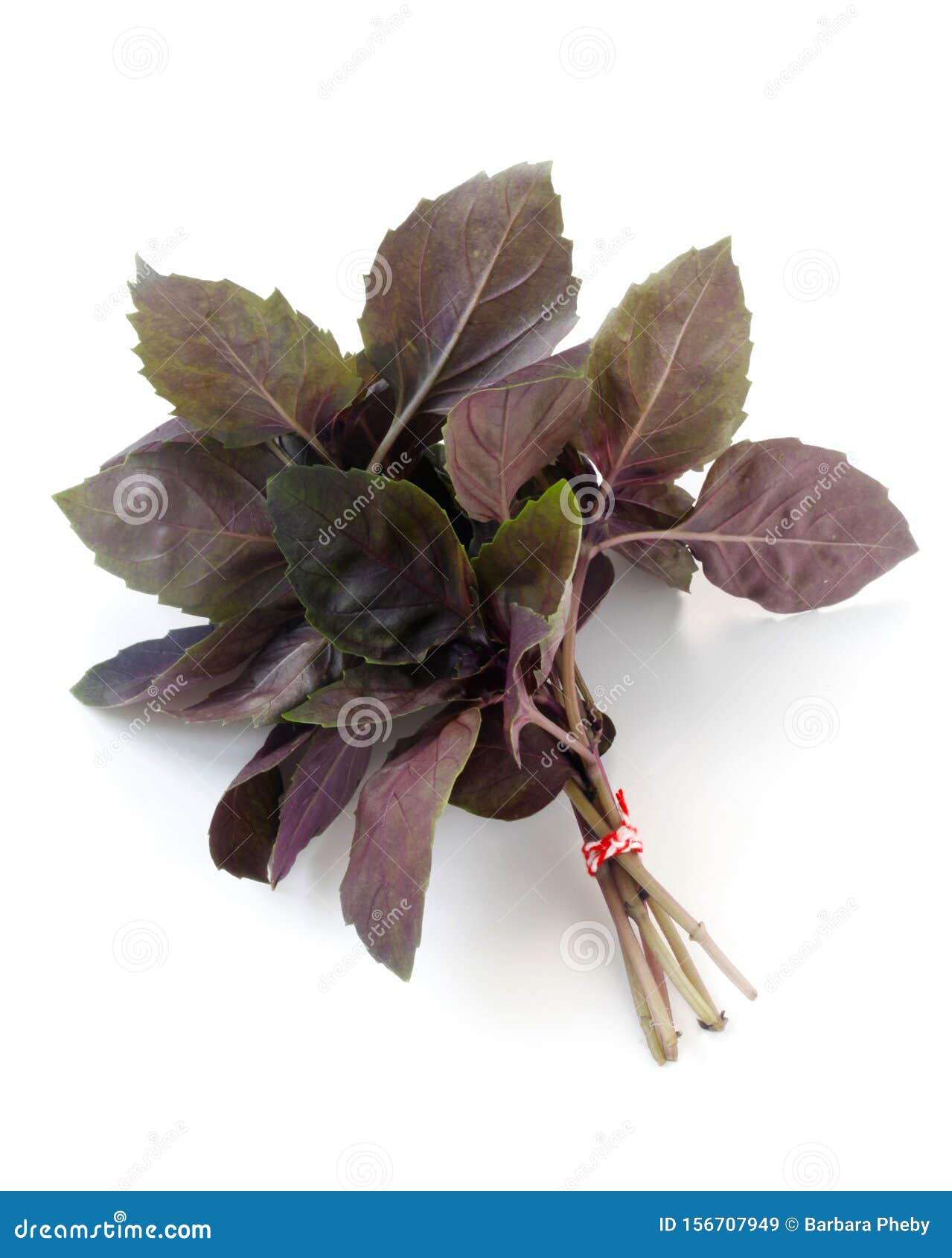 Red Basil stock image. Image of flavour, bunch, food - 156707949
