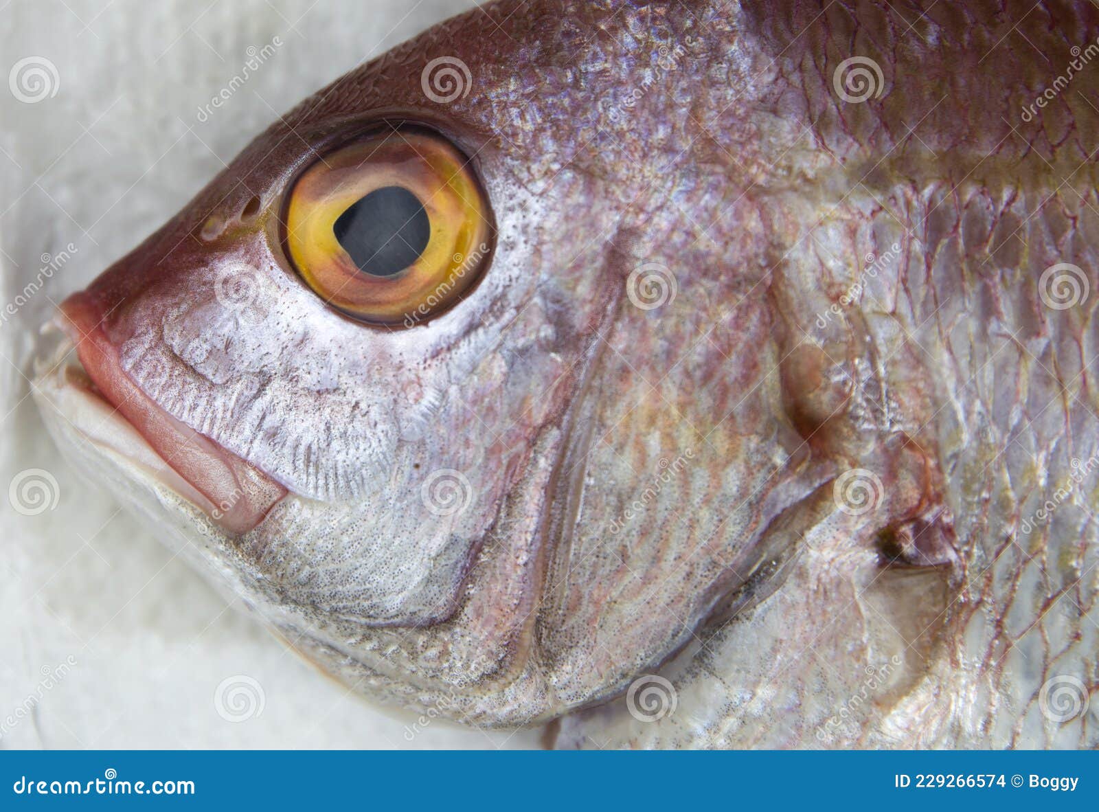 Red Bass Fish on the Market Stock Photo - Image of closeup, nature ...