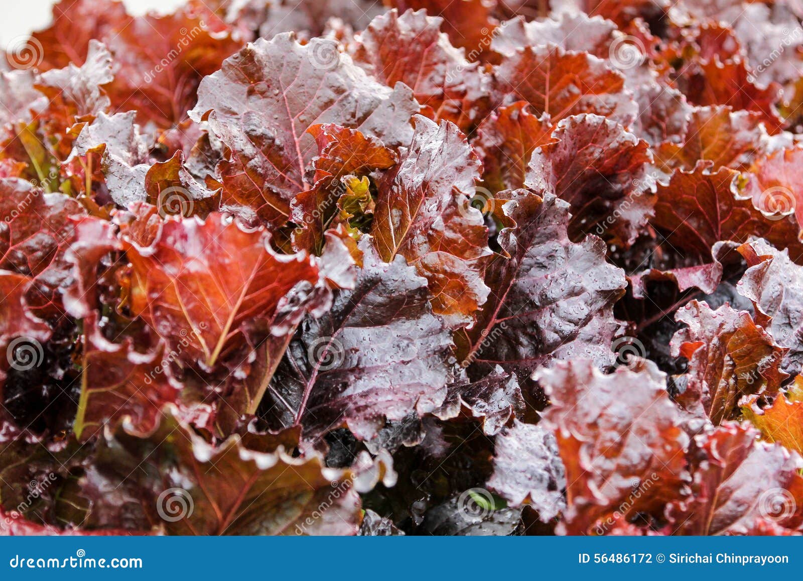 Red Batavia stock photo. Image of food, organic, lettuce - 56486172