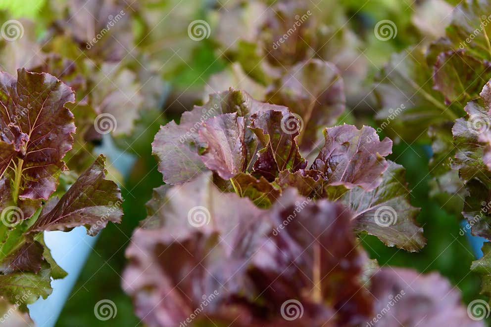 Red Batavia Lettuce in the Hydroponics Stock Photo - Image of farming ...