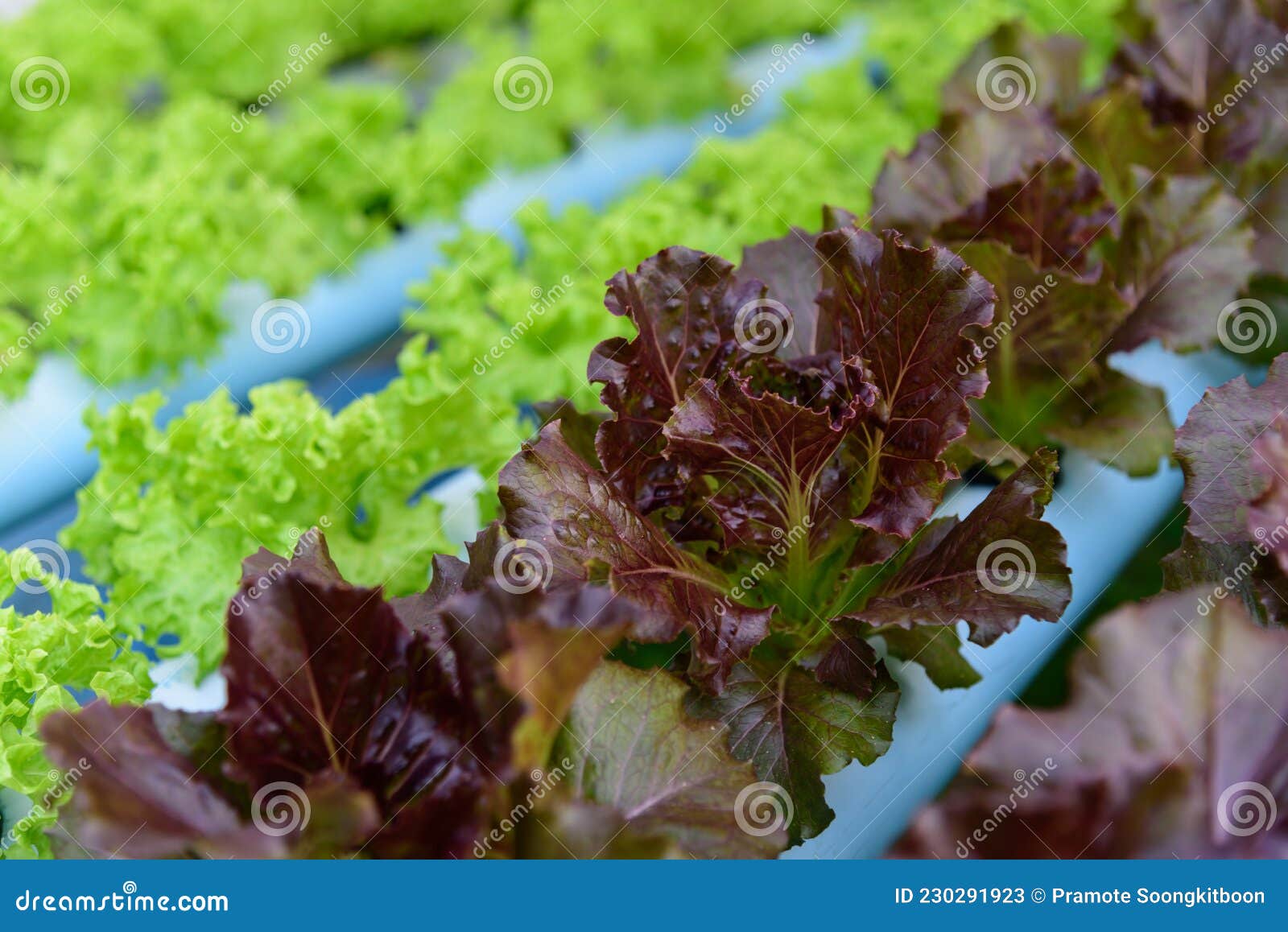 Red Batavia Lettuce in the Hydroponics System Stock Image - Image of ...
