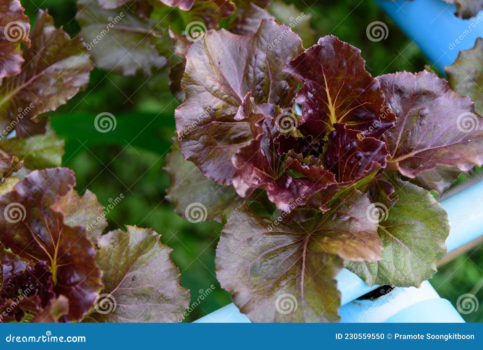 Red Batavia Lettuce in the Hydroponics System Stock Photo - Image of ...