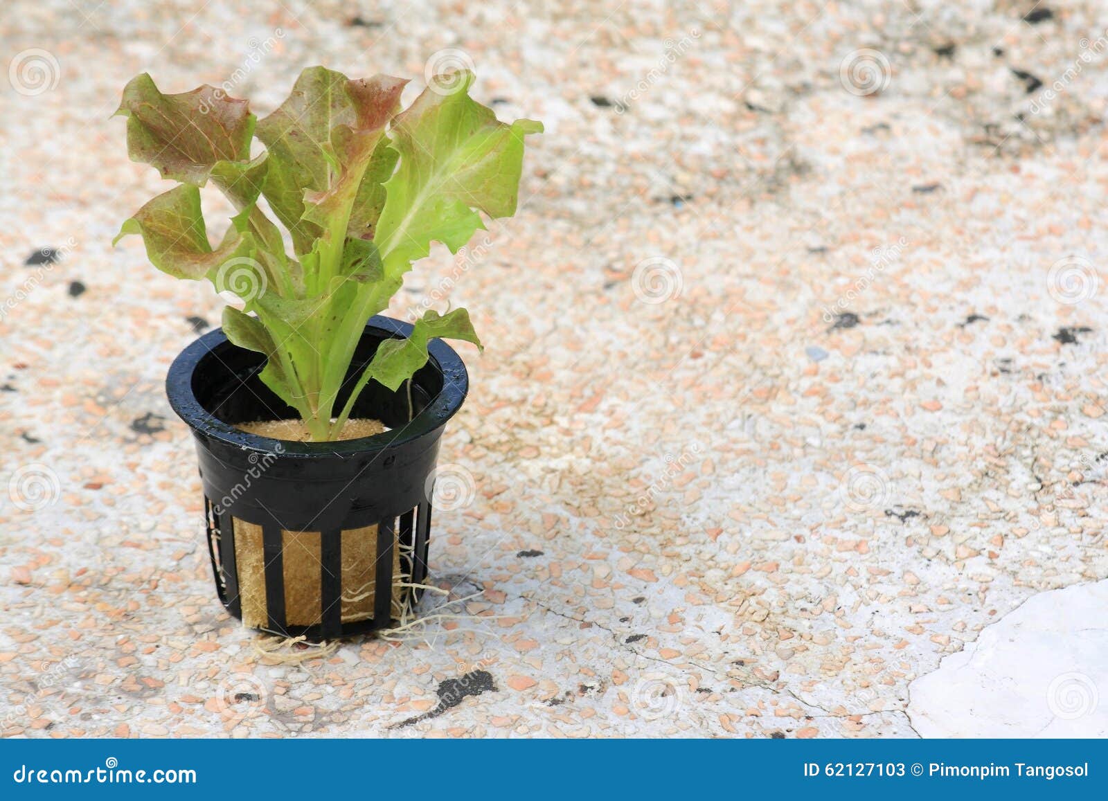 Red batavia lettuce stock image. Image of horticulture - 62127103