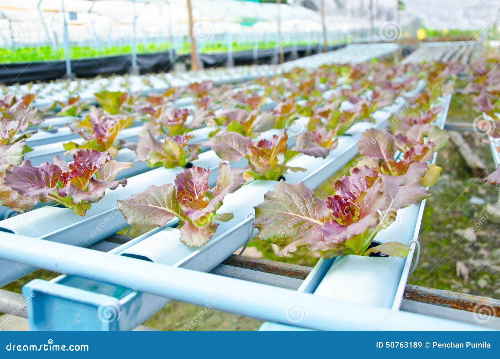 Red Batavia Vegetable in Hydroponic Stock Image - Image of grow ...