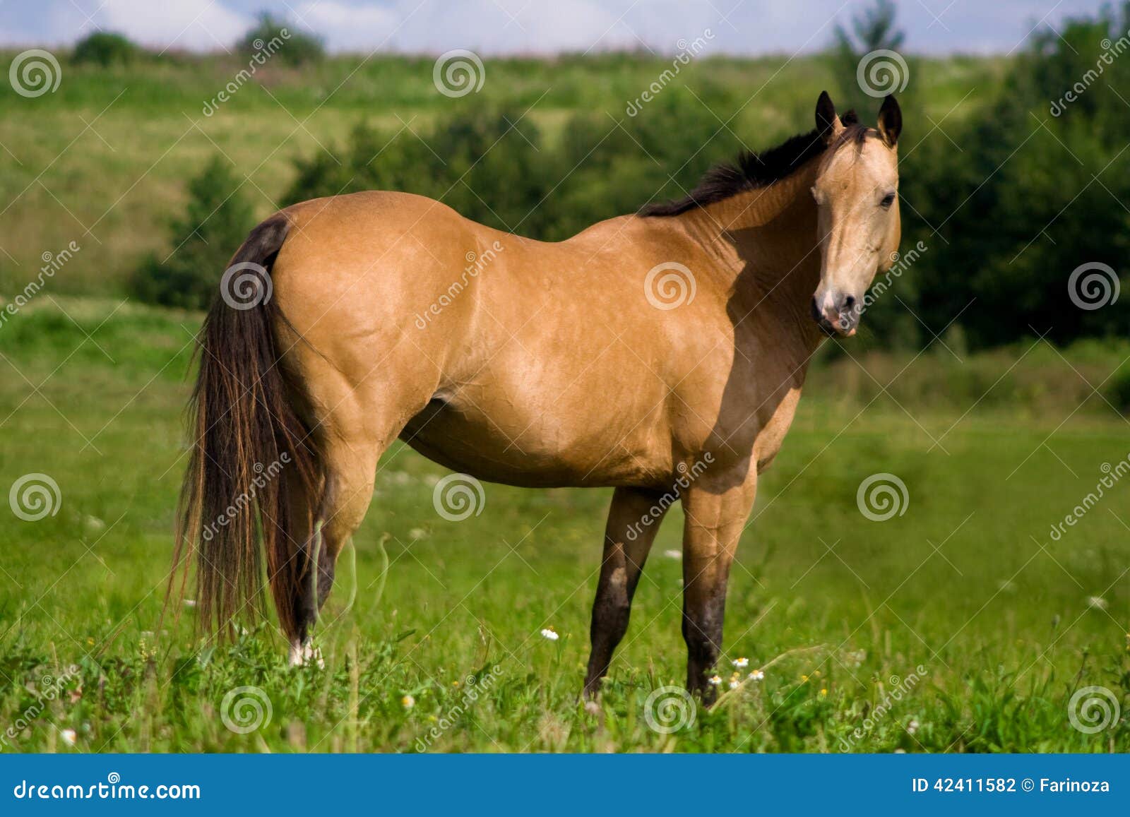 Red bay Arabian horse stock photo. Image of green, equestrian - 42411582