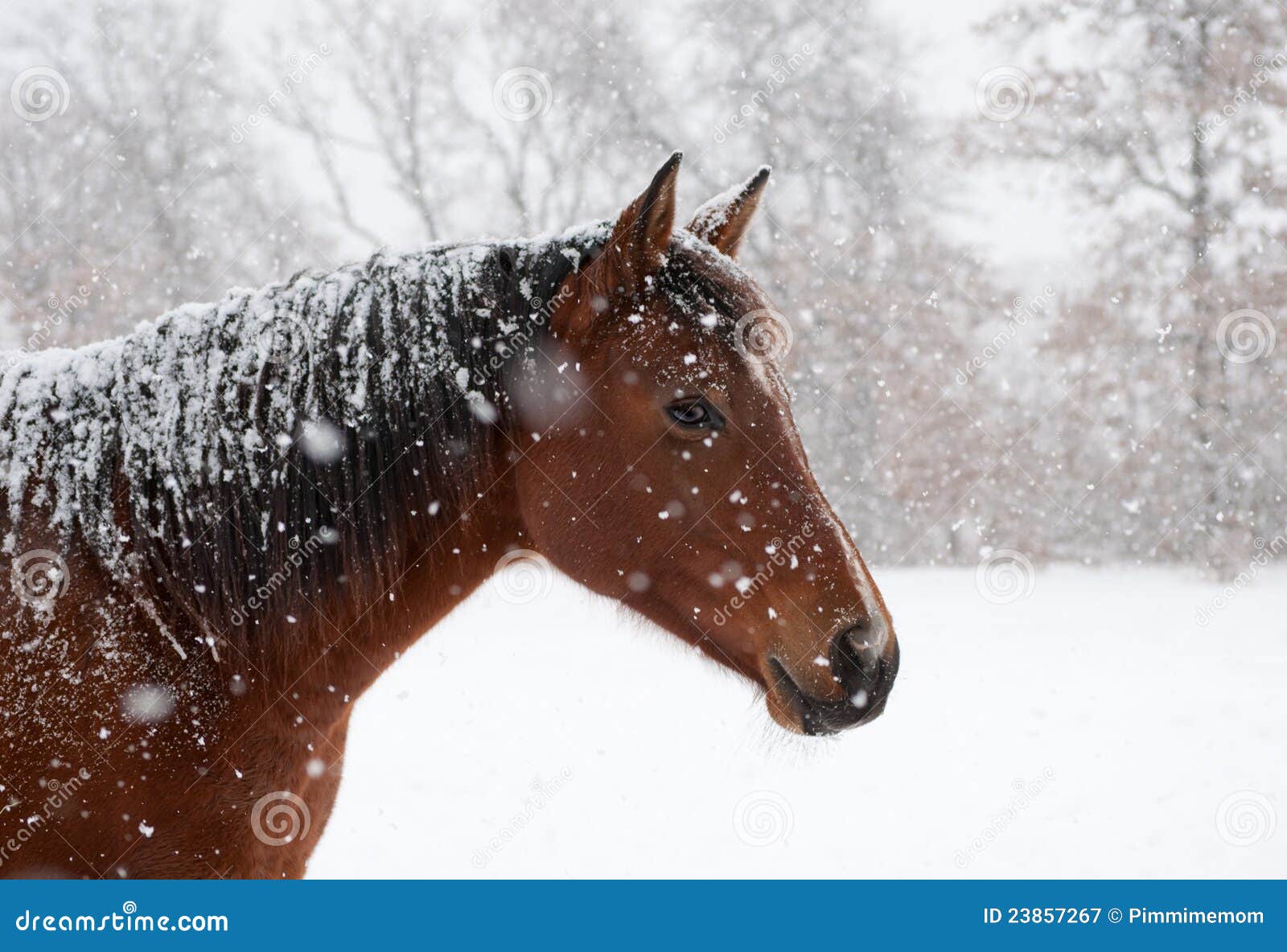 Red Bay Horse in Heavy Snow Fall Stock Image - Image of horse, natural ...