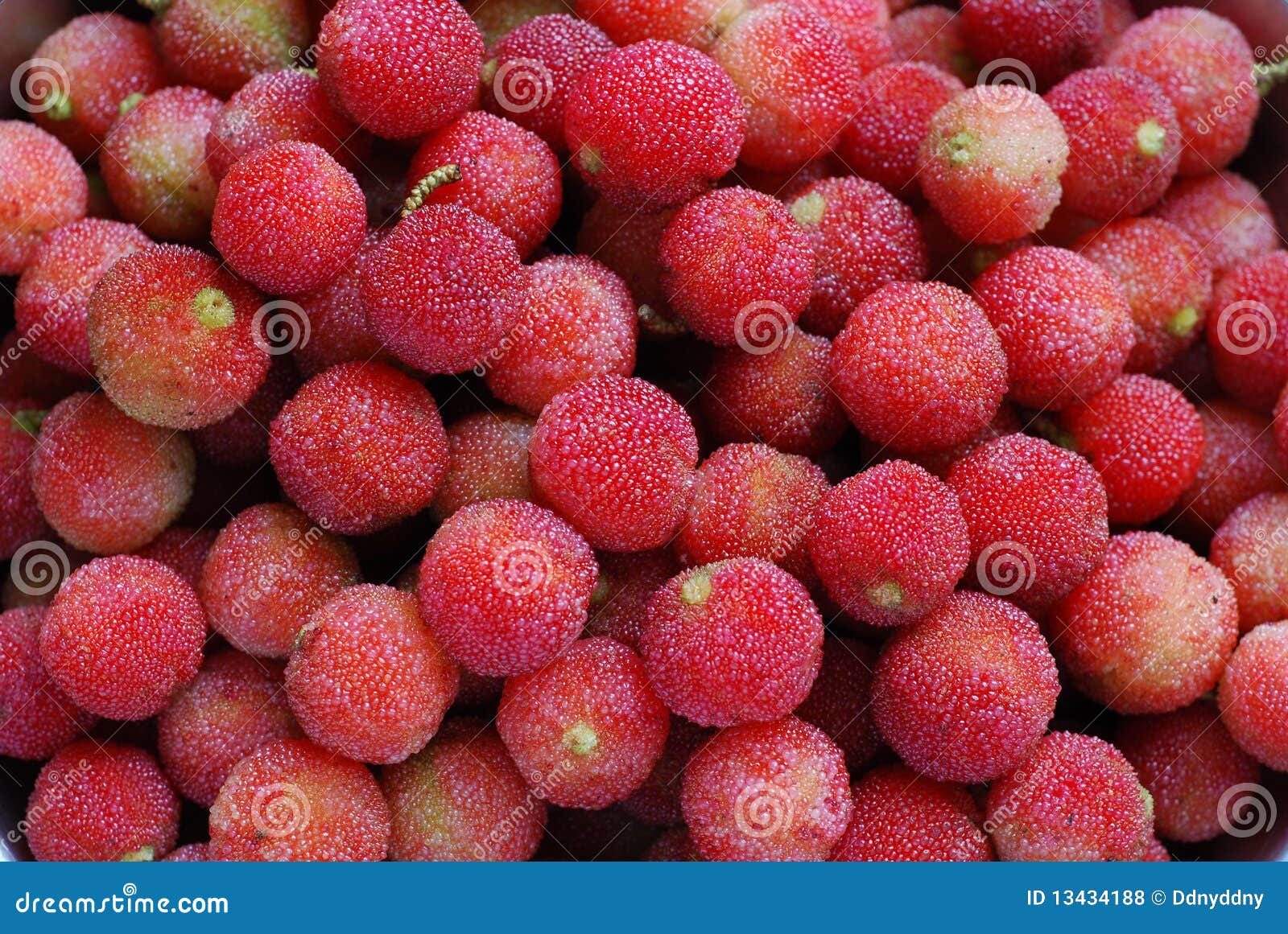 Red bayberry stock photo. Image of savoury, bayberry - 13434188