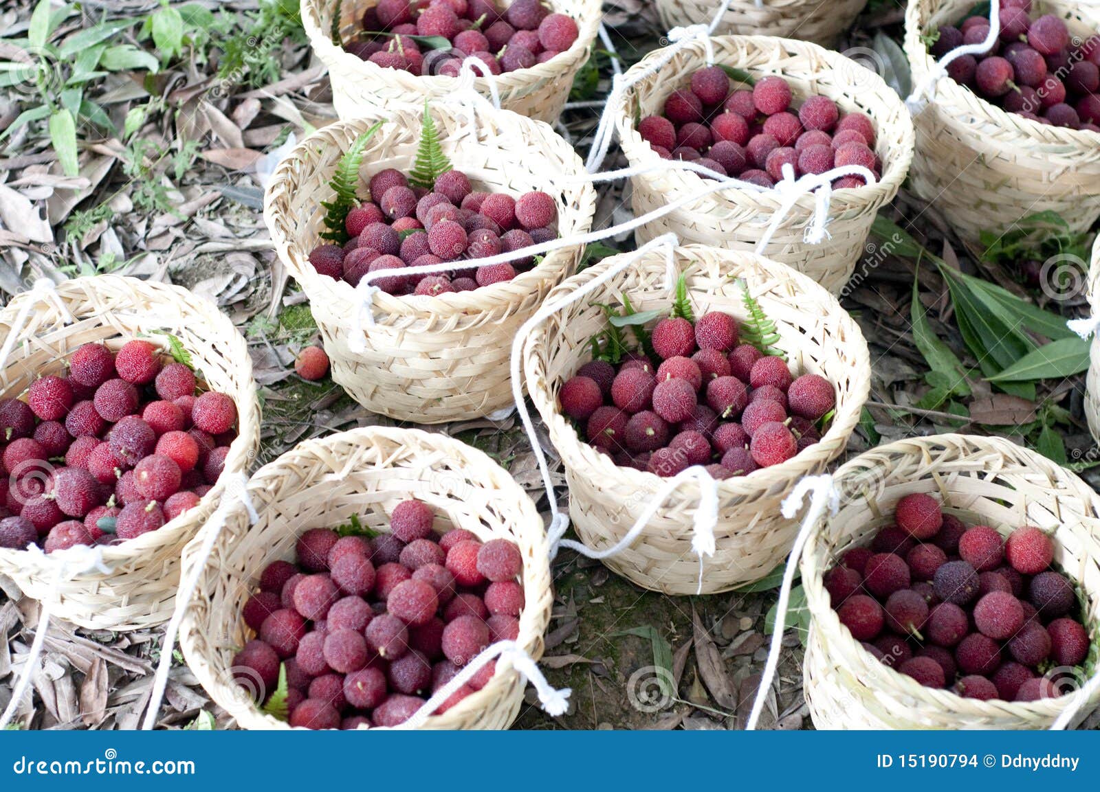 Red bayberry stock photo. Image of amaranth, sweet, agriculture - 15190794