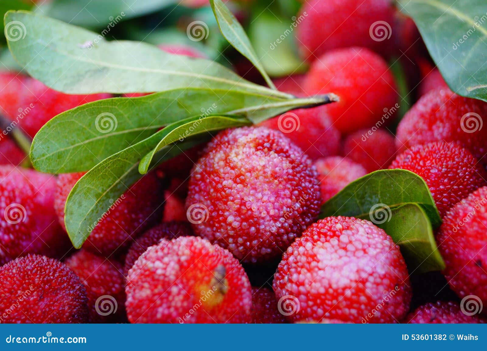 Red bayberry stock photo. Image of commodity, agricultural - 53601382