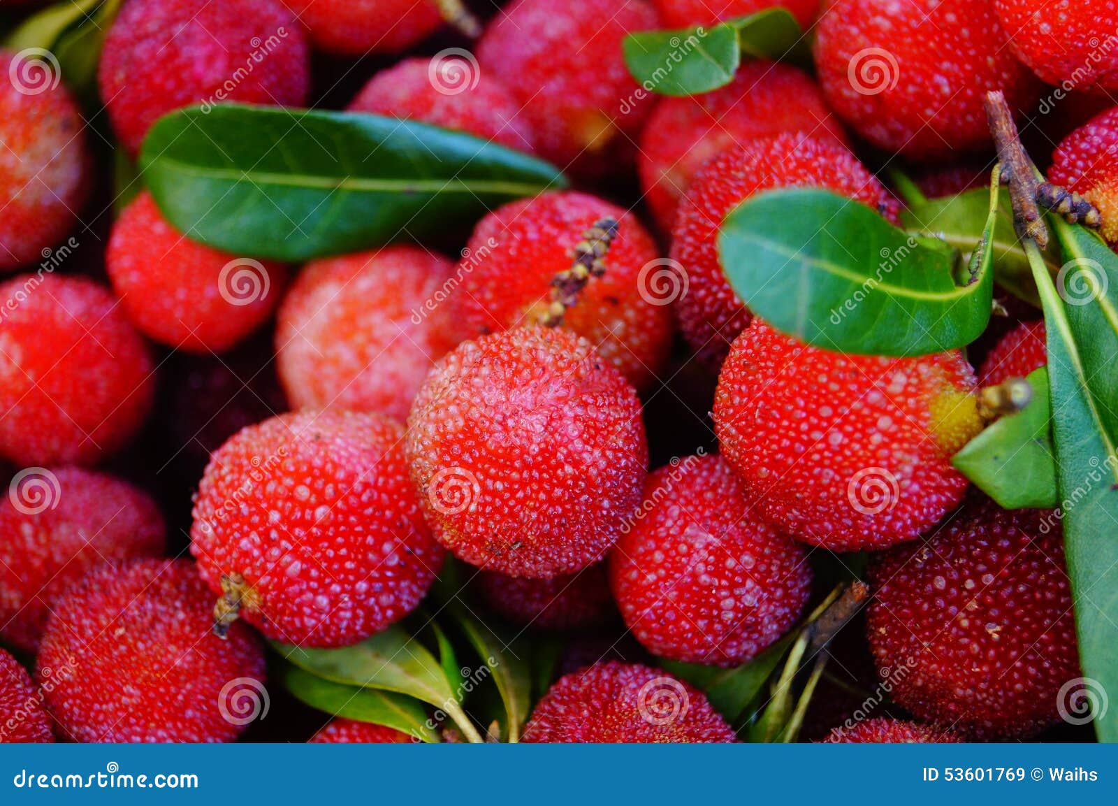 Red bayberry stock image. Image of still, life, food - 53601769