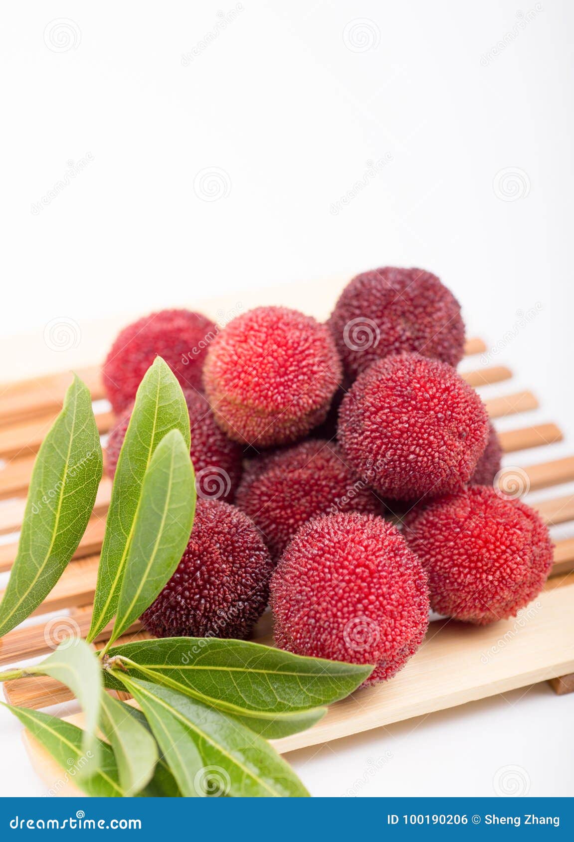 Red bayberry stock photo. Image of myrtle, isolated - 100190206