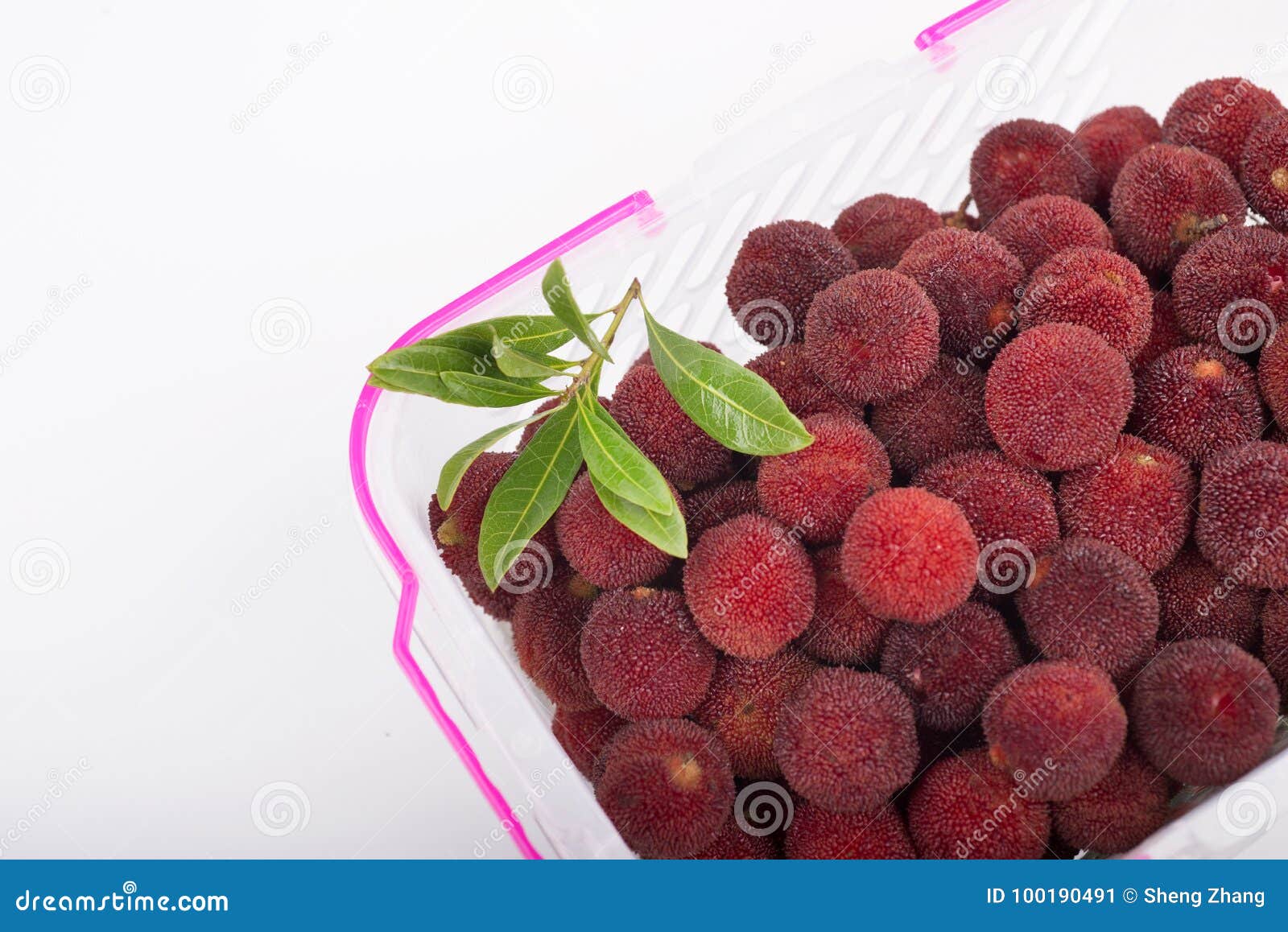 Red bayberry stock image. Image of myrtle, isolated - 100190491
