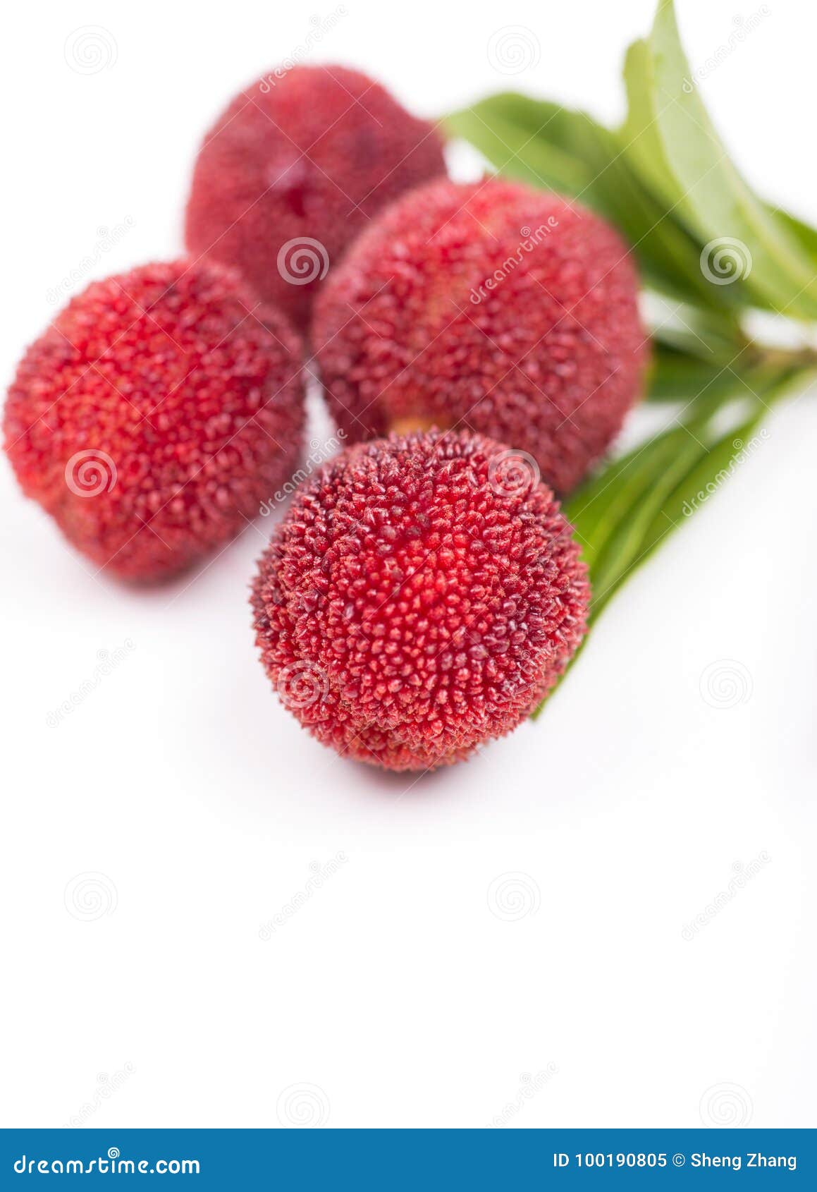 Red bayberry stock image. Image of chinese, color, myrtle - 100190805