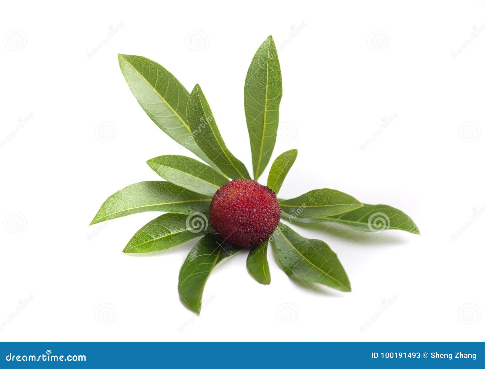 Red bayberry stock image. Image of fresh, freshness - 100191493