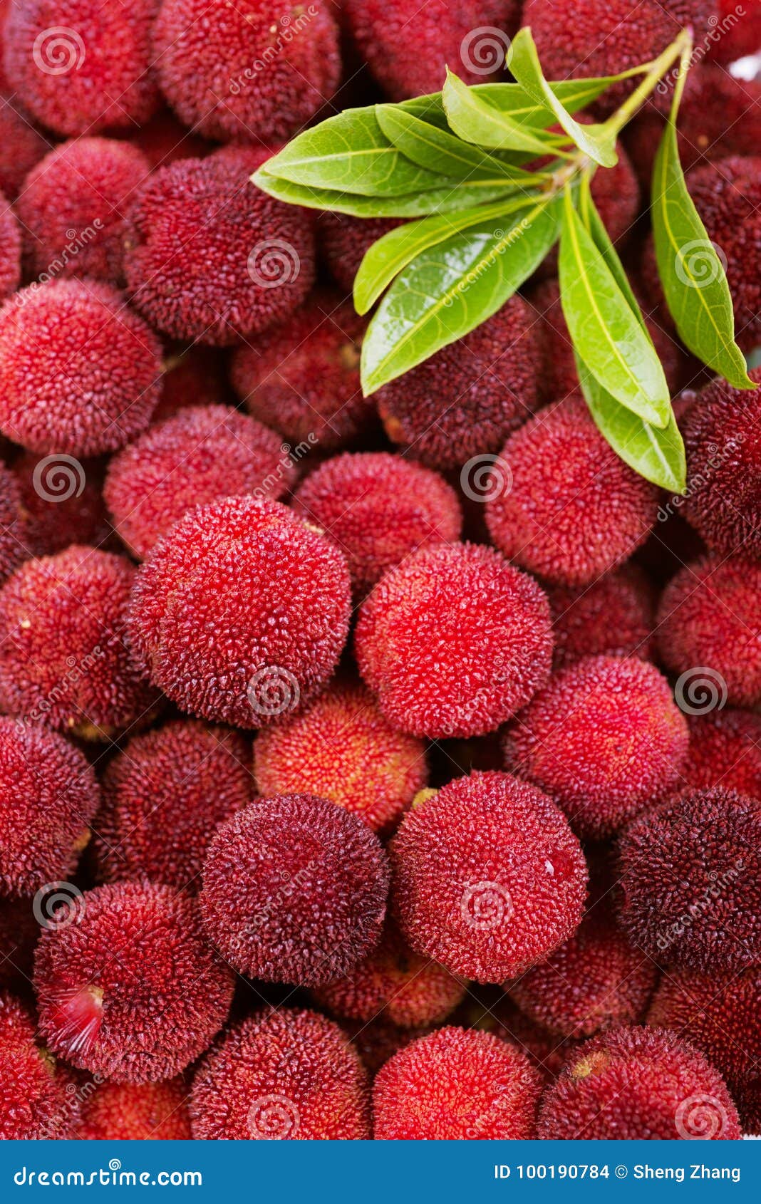 Red bayberry stock photo. Image of acid, fruits, delicious - 100190784