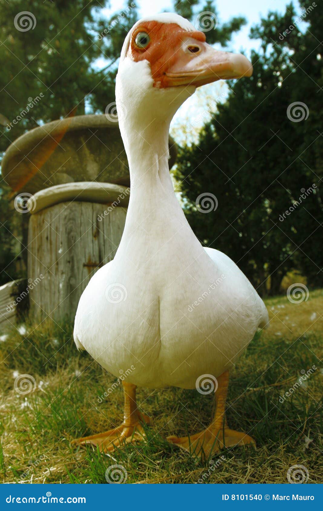 Red Beak Duck stock photo. Image of yard, feet, bird, closeup - 8101540