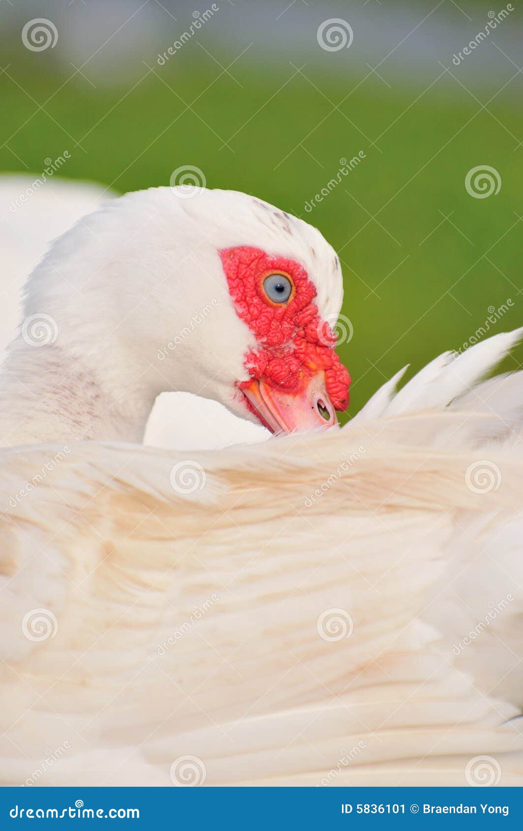 Red beak duck series 1 stock image. Image of cute, breeding - 5836101