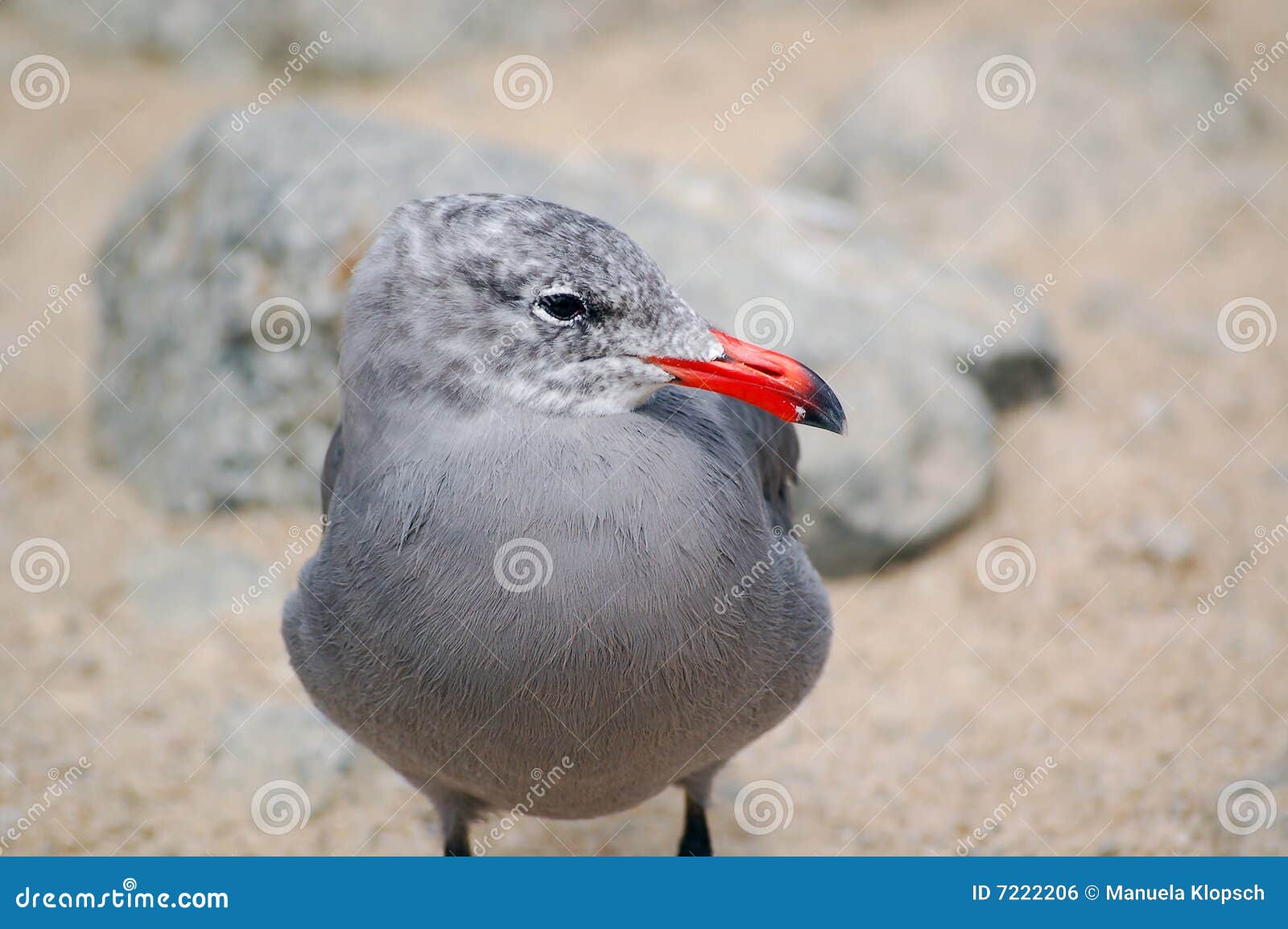 Red beaked bird close up stock photo. Image of animal - 7222206
