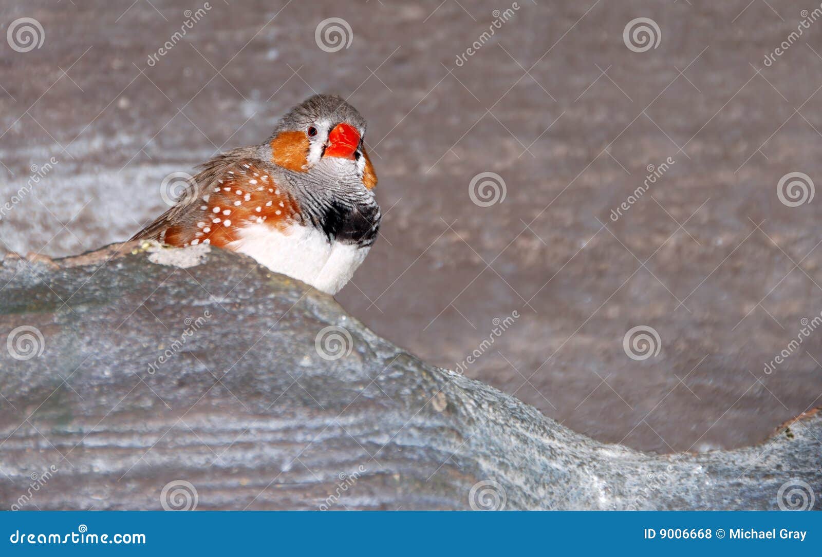 Red beaked bird on a rock stock photo. Image of wildlife - 9006668