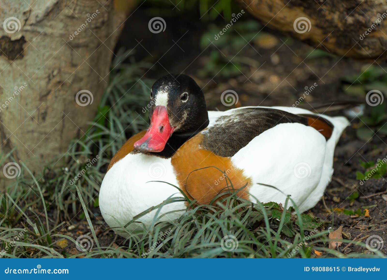 Red beaked duck resting stock image. Image of park, bird - 98088615